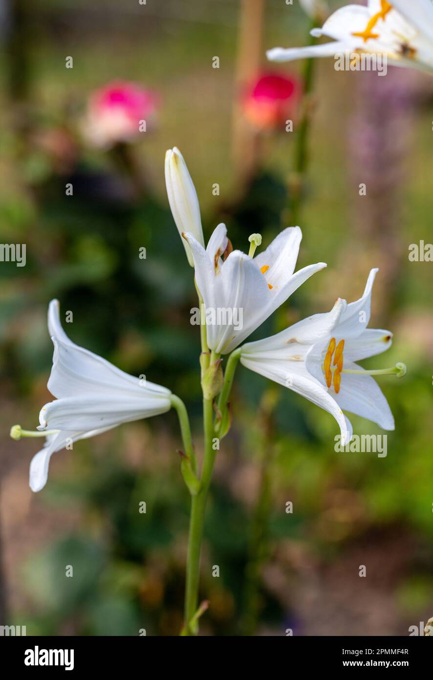 Anthony bloom hi-res stock photography and images - Alamy