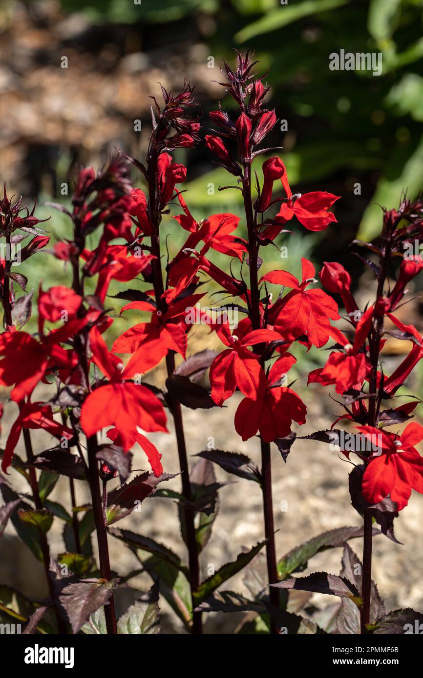 red cardinal flower or lobelia cardinalis in a garden Stock Photo - Alamy