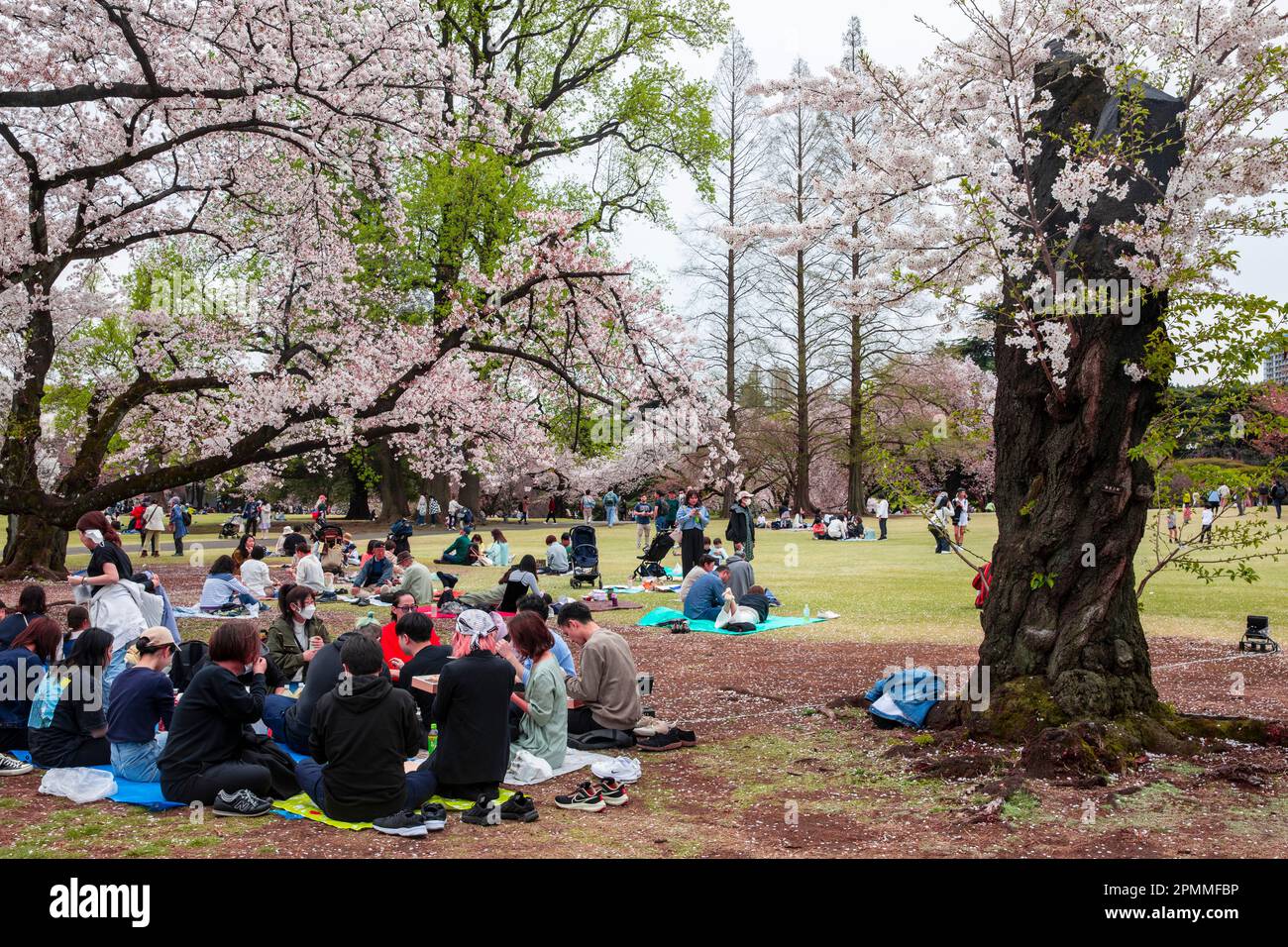 Tokyo Japan locals and tourists picnic beneath cherry blossoms in ...