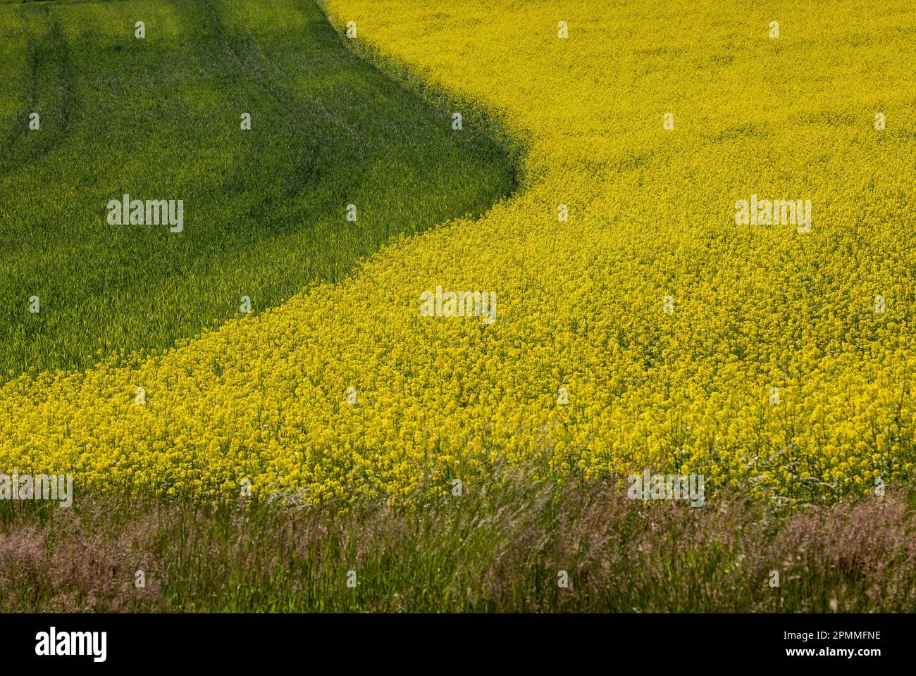 Cultivated field with blooming rape in bright yellow color Stock Photo - Alamy