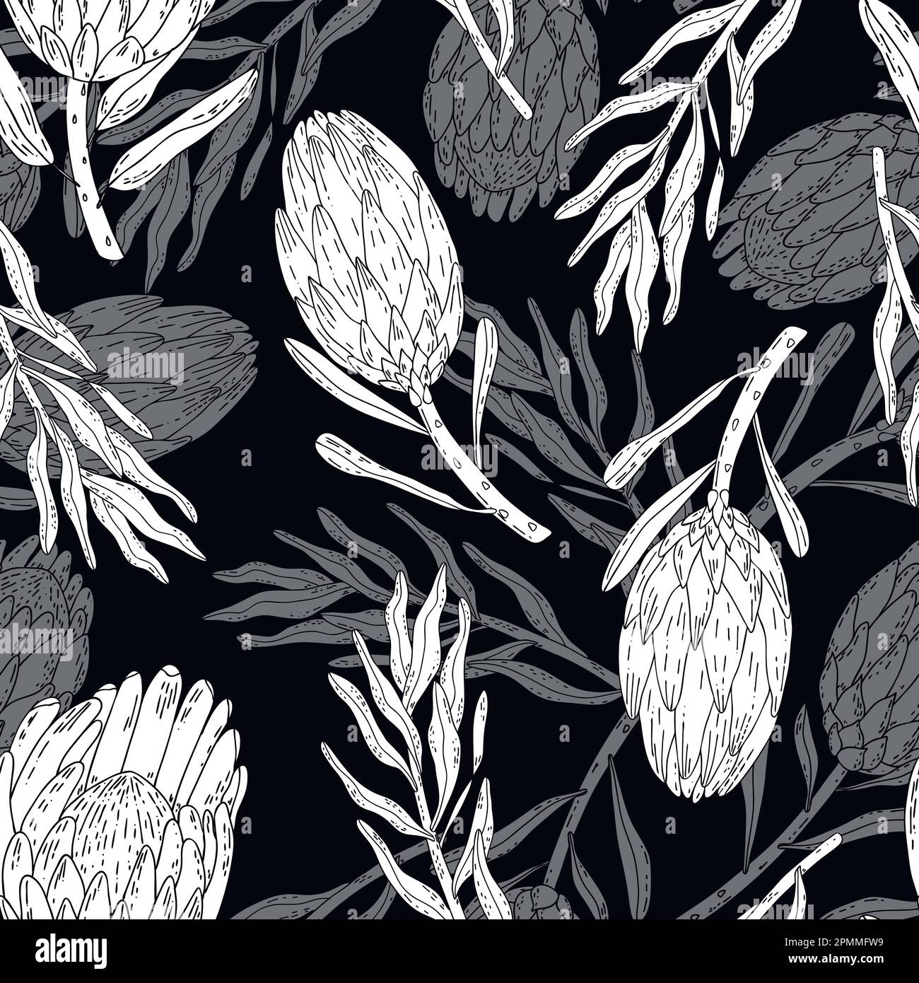 King protea flowers in Stock Vector Images - Alamy