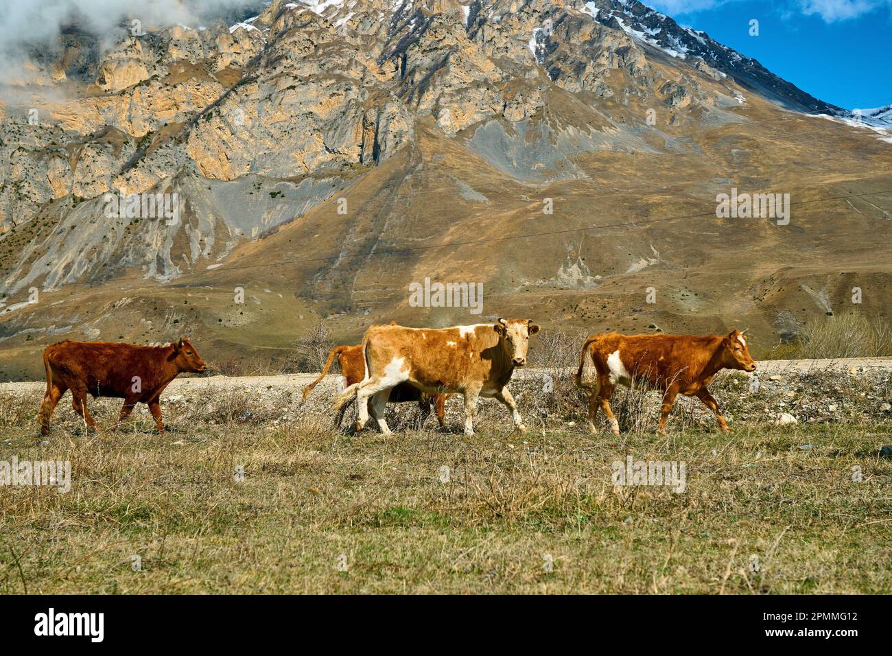 Beautiful cows hi-res stock photography and images - Alamy