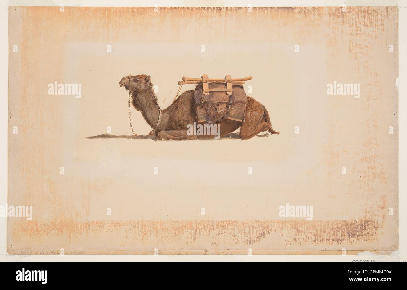 Crouching dromedary this is a drawing it was created hi-res stock ...