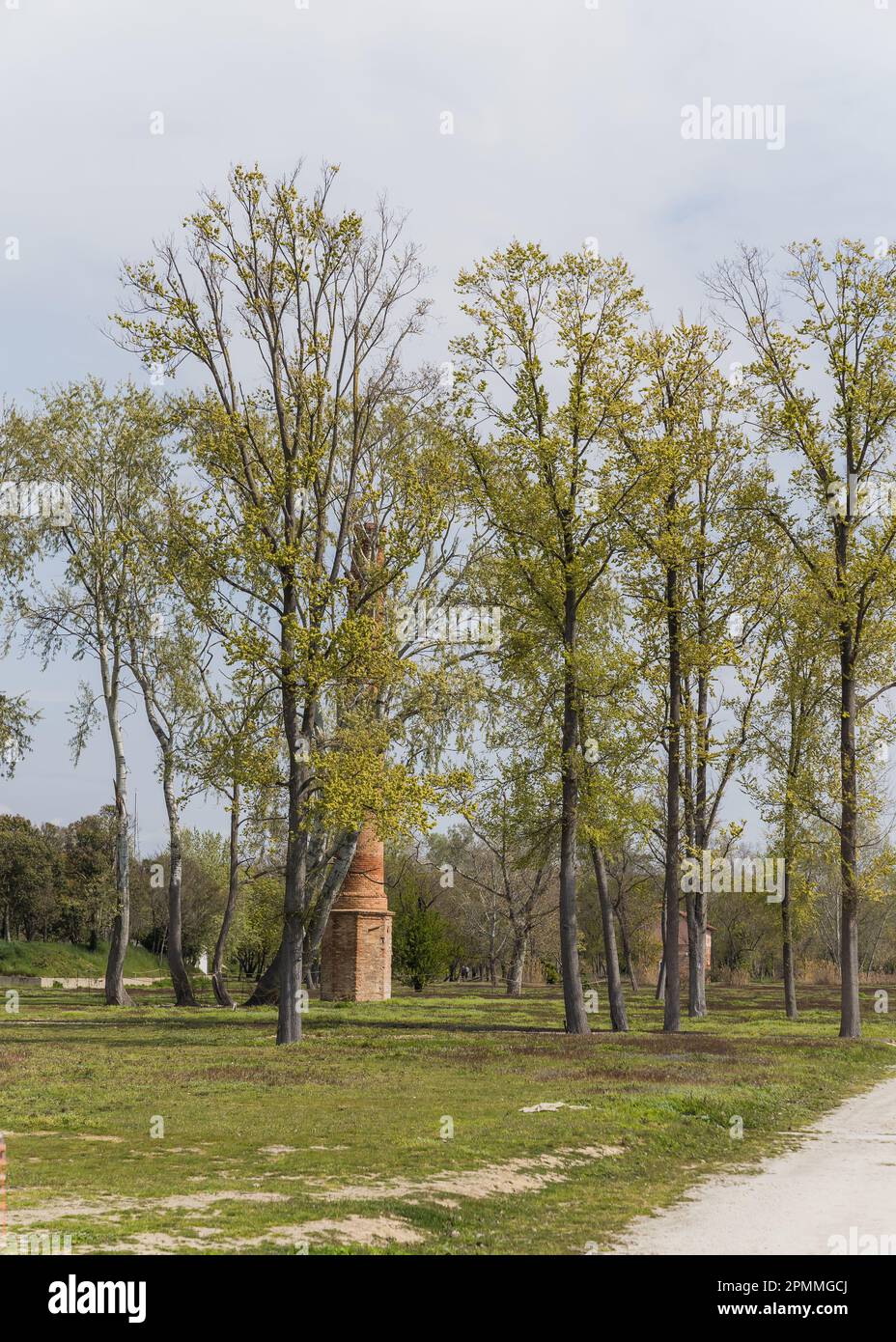 A beautiful park on an island in Venice, Italy, with tall grass and ...