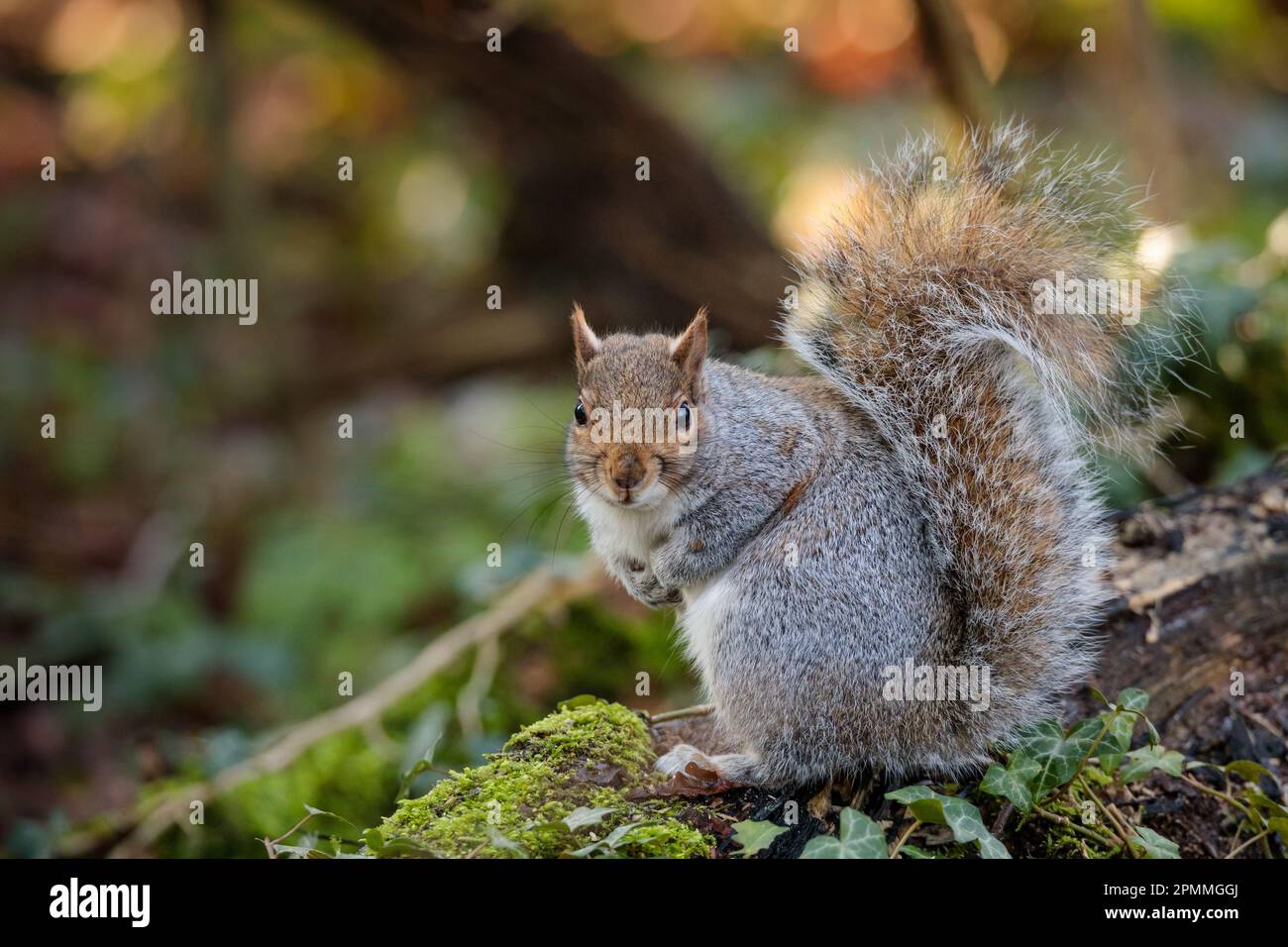Grey Squirrel, Sciurus Carolinensis, paws clasped, looking over it's ...