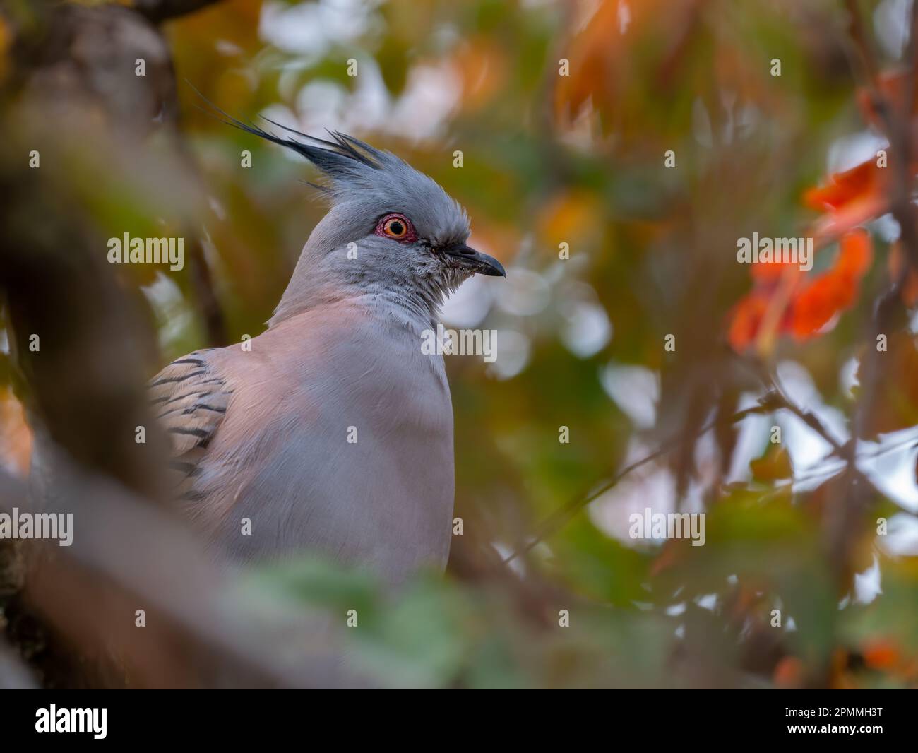 Crested pigeon hi-res stock photography and images - Alamy