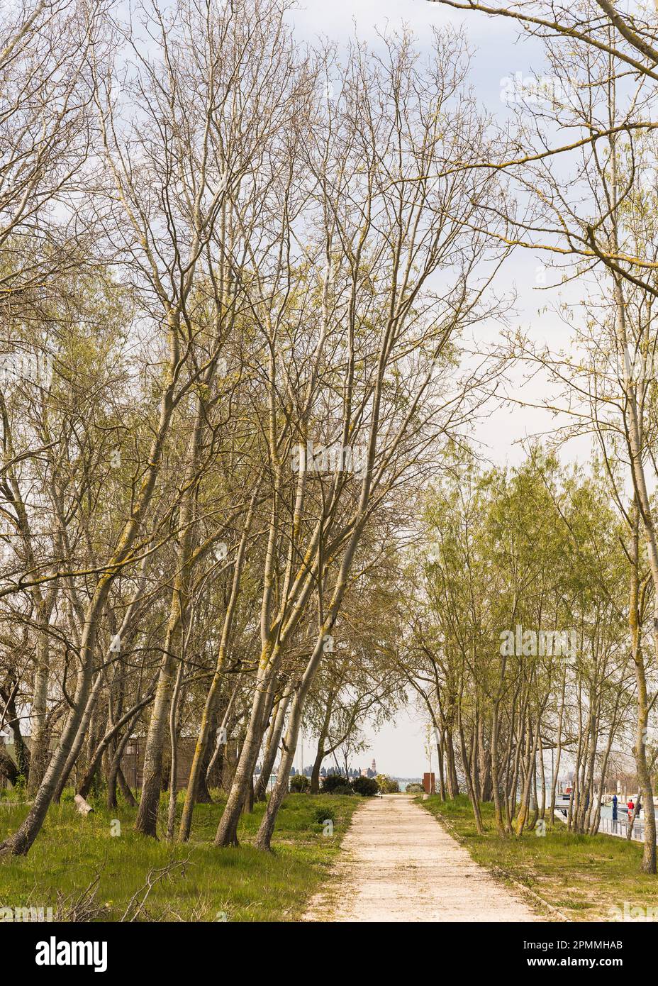 A beautiful park on an island in Venice, Italy, with tall grass and ...