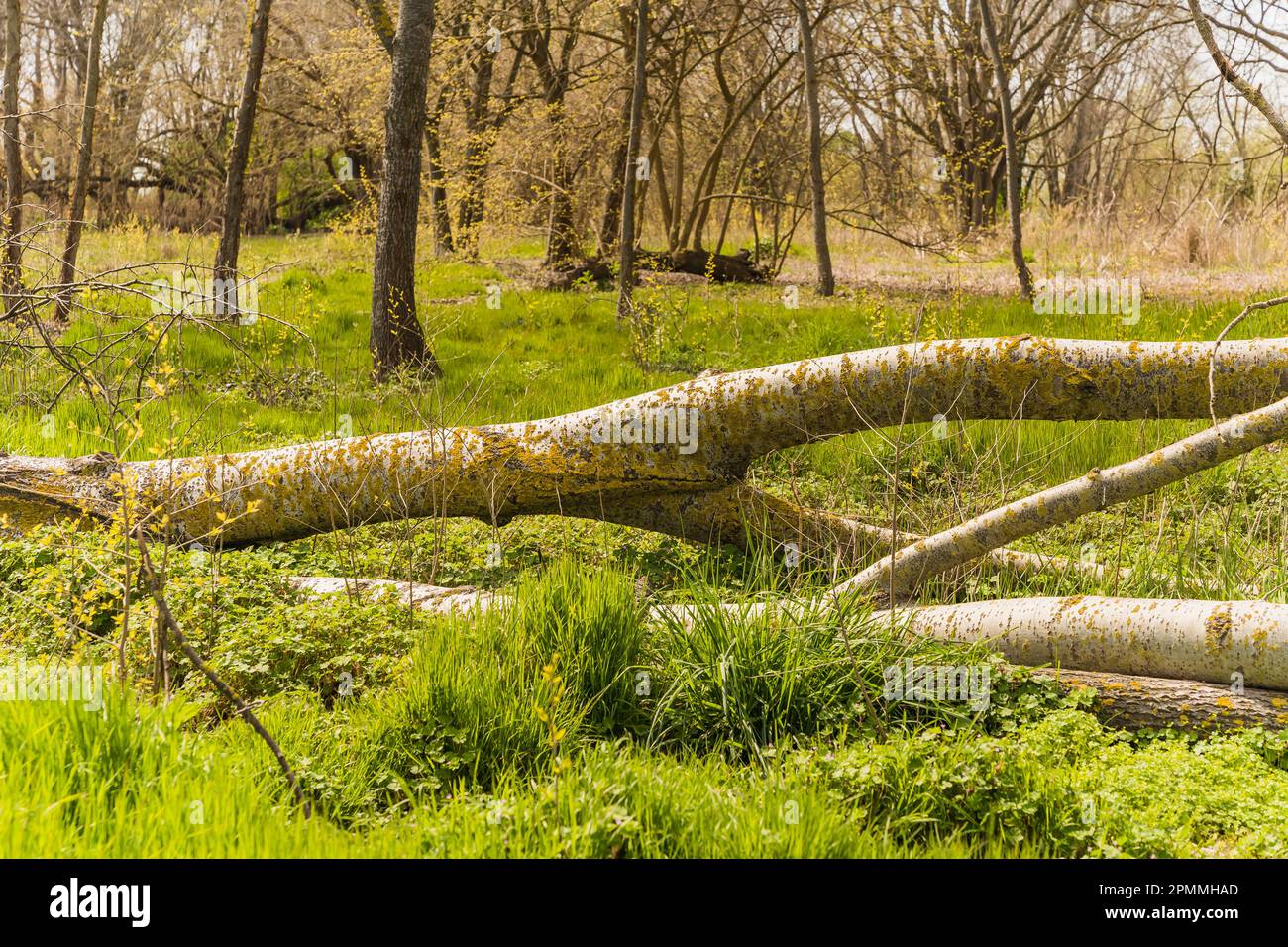 A beautiful park on an island in Venice, Italy, with tall grass and ...