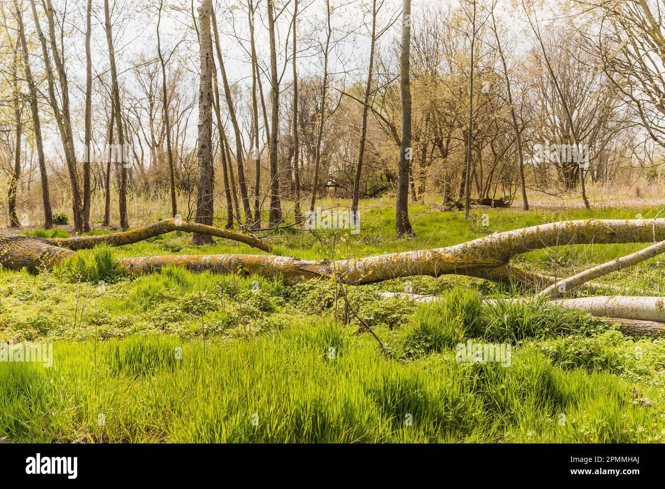 A beautiful park on an island in Venice, Italy, with tall grass and ...