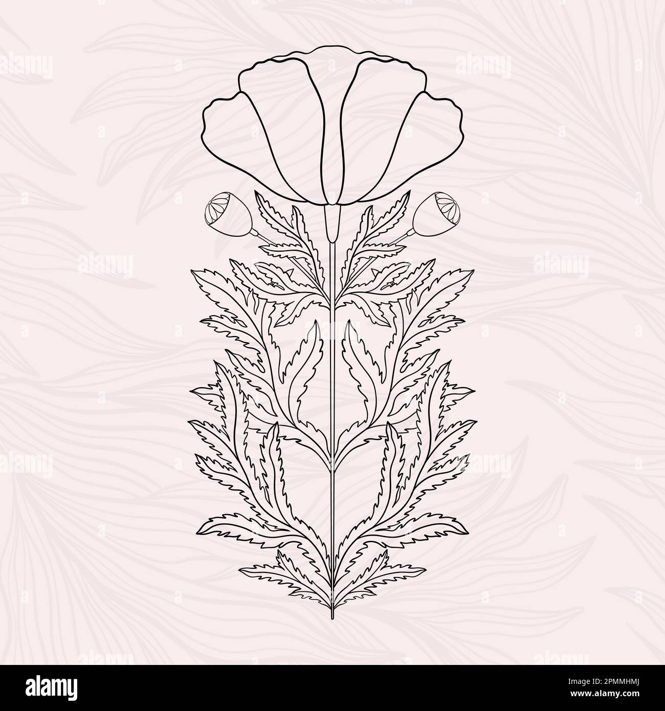 Floral poppy plant in art nouveau 1920-1930. Hand drawn in a linear ...