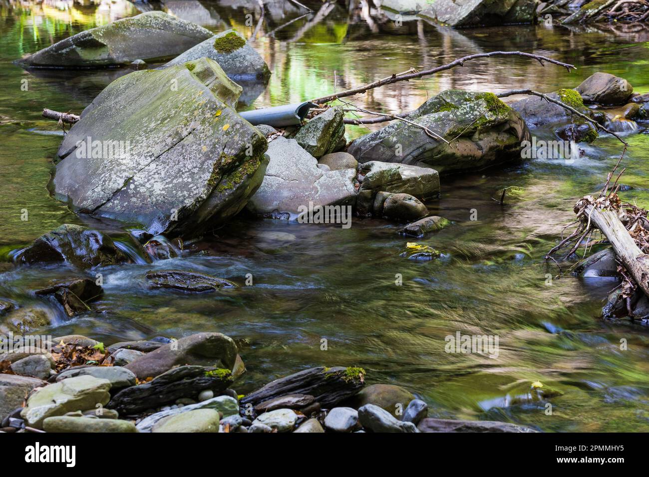 Undergrowth plant hi-res stock photography and images - Alamy