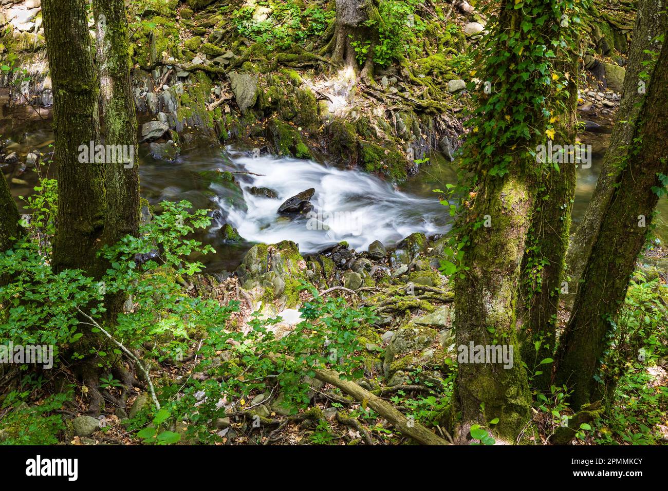 Flora undergrowth hi-res stock photography and images - Alamy