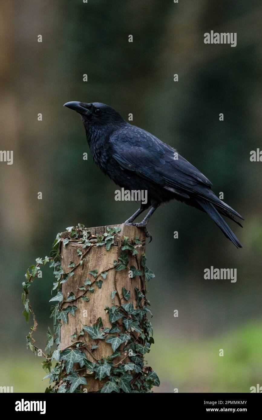Carrion crow, Corvus corone, on an ivy covered tree stump. Wembley, UK ...