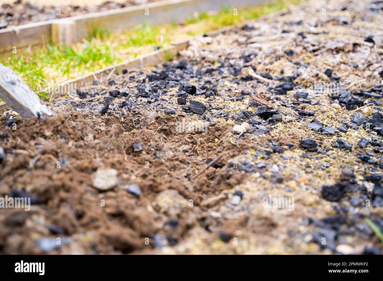The garden soil is fertilized with wood ash close-up. Increasing the ...