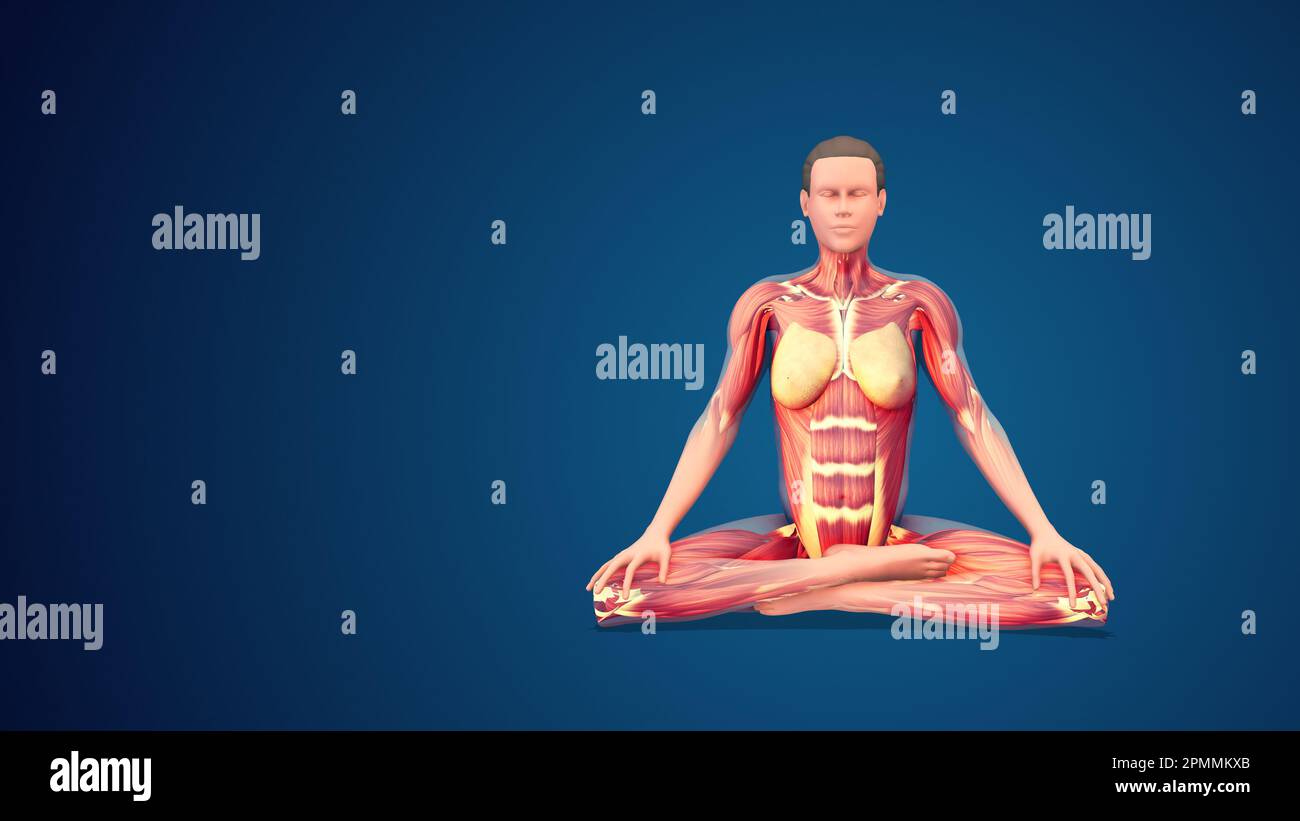 3D human Siddhasana or Adept’s yoga Pose on blue background Stock Photo ...