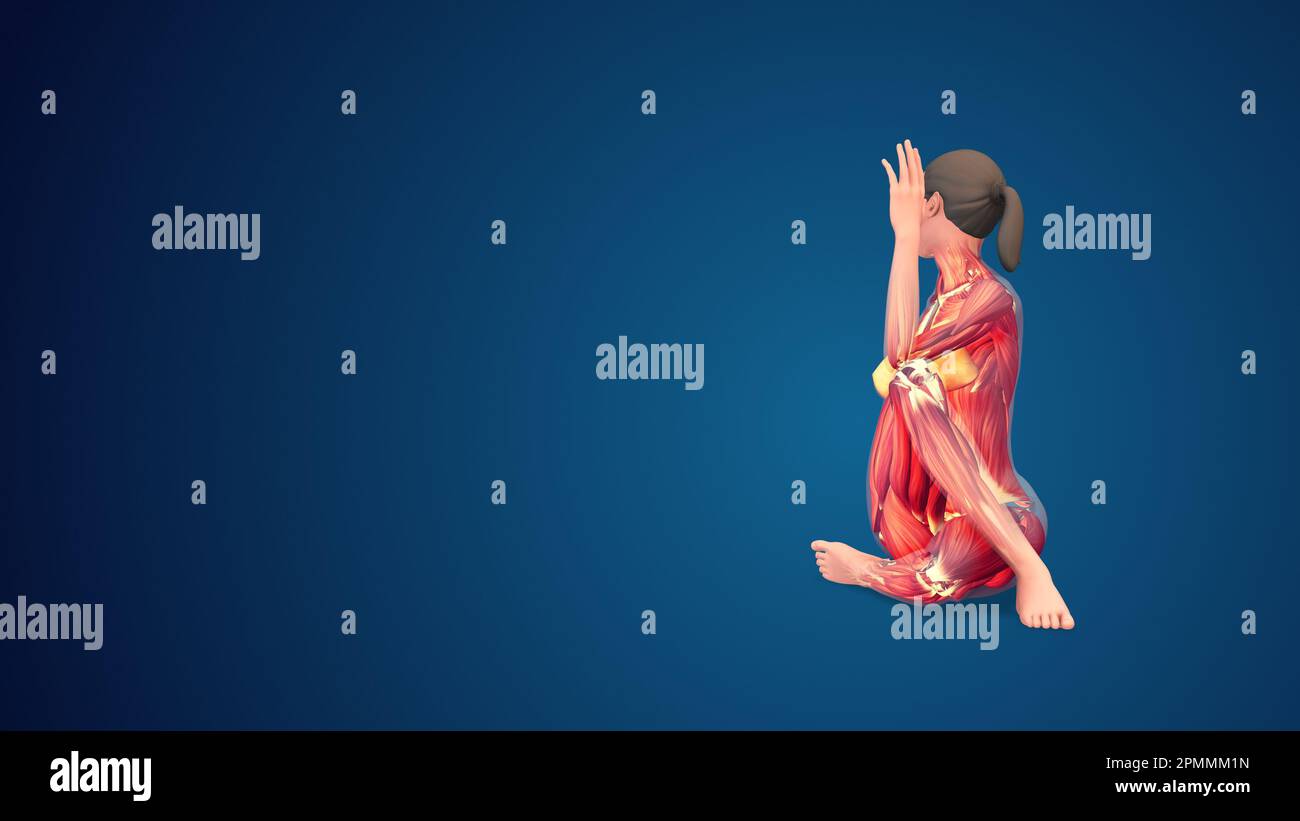 3D human Ardha Matsyendrasana or Half Lord of the Fishes yoga pose on ...