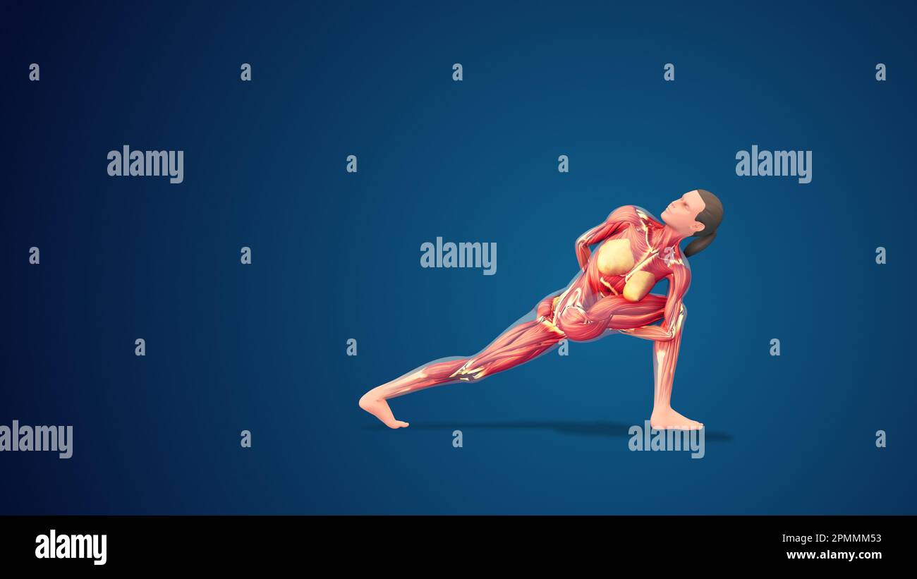 3D human Parivrtta Baddha Parsvakonasana or Revolved Side Angle yoga ...