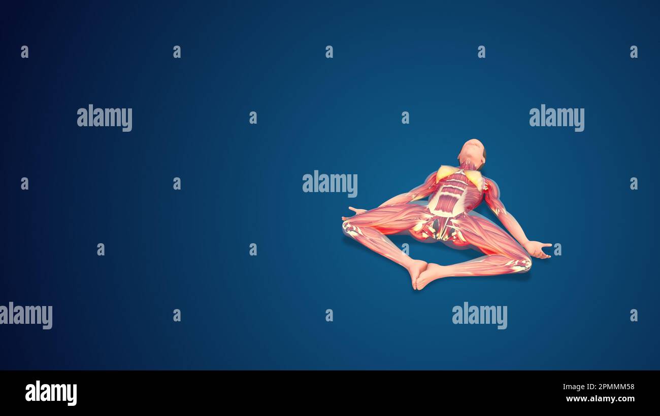 3D human Supta Baddha Konasana or Reclining Bound Angle variation Pose ...