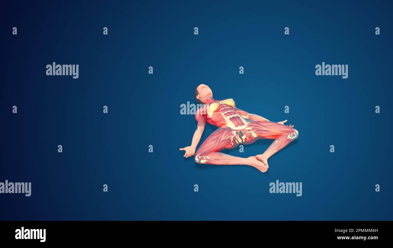 3D human Supta Baddha Konasana or Reclining Bound Angle variation Pose ...