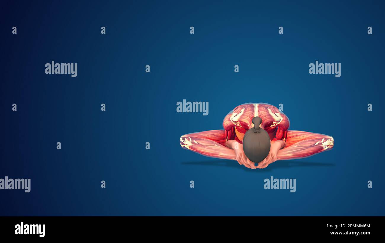 3D human Baddha Konasan or Bound Angle variation yoga pose on blue ...