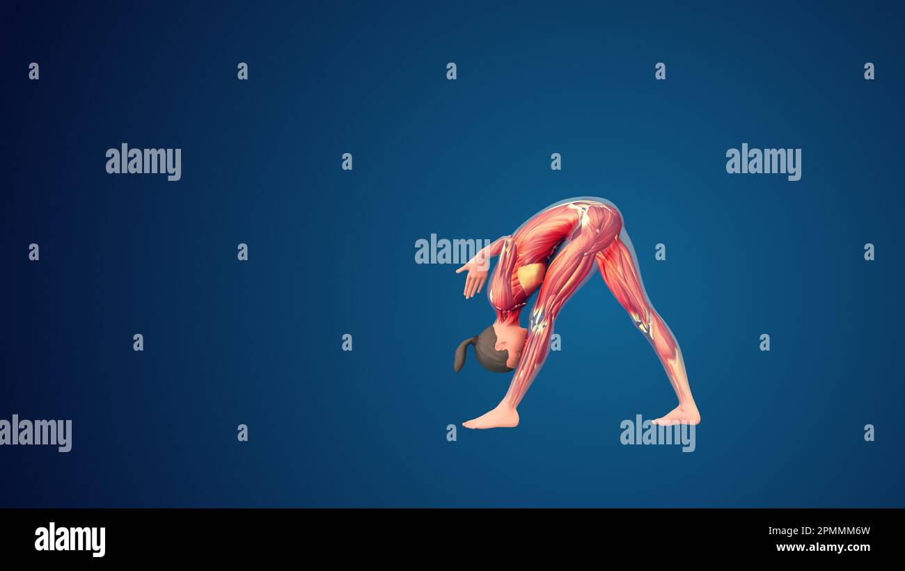3D human Parsvottanasana Variation with arms in reverse namaskar yoga ...