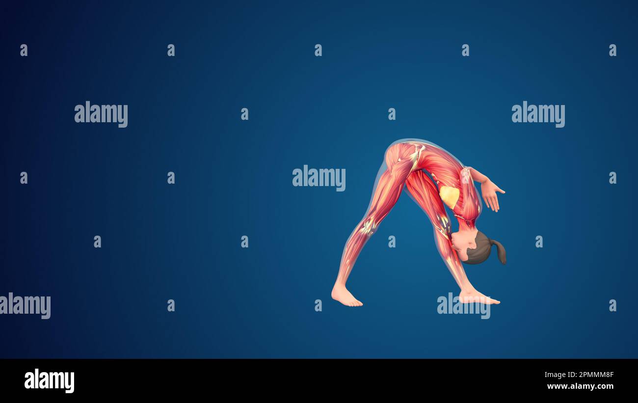 3D human Parsvottanasana Variation with arms in reverse namaskar yoga ...