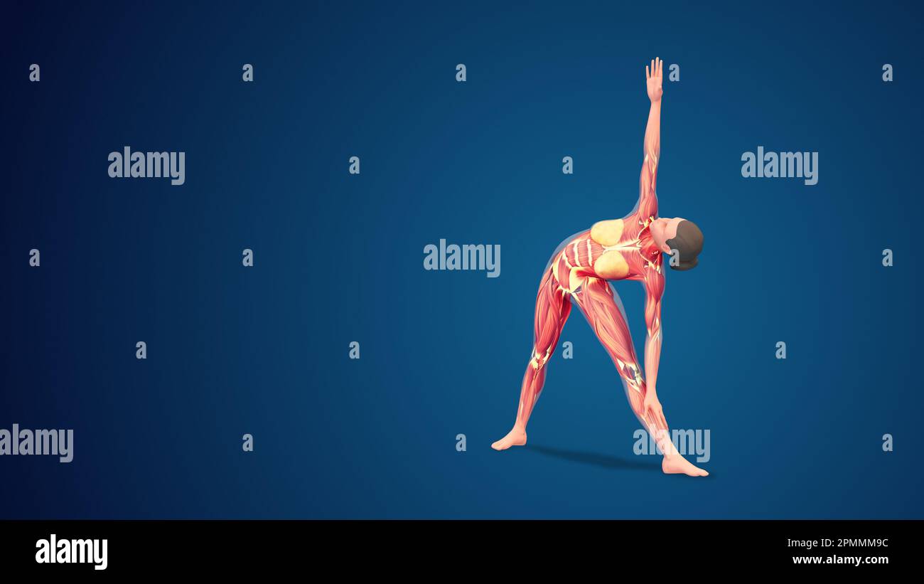 3D human Trikonasana or Triangle pose on blue background Stock Photo ...