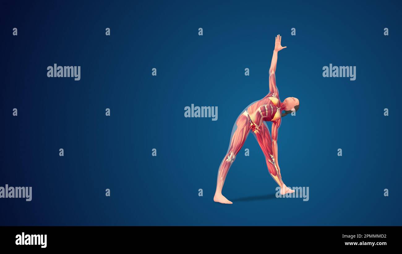 3D human Trikonasana or Triangle pose on blue background Stock Photo ...