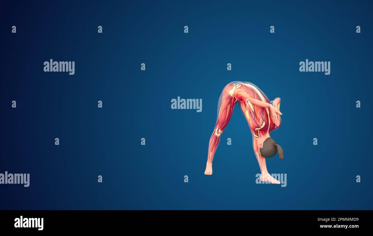 3D human Parsvottanasana Variation with arms in reverse namaskar yoga ...