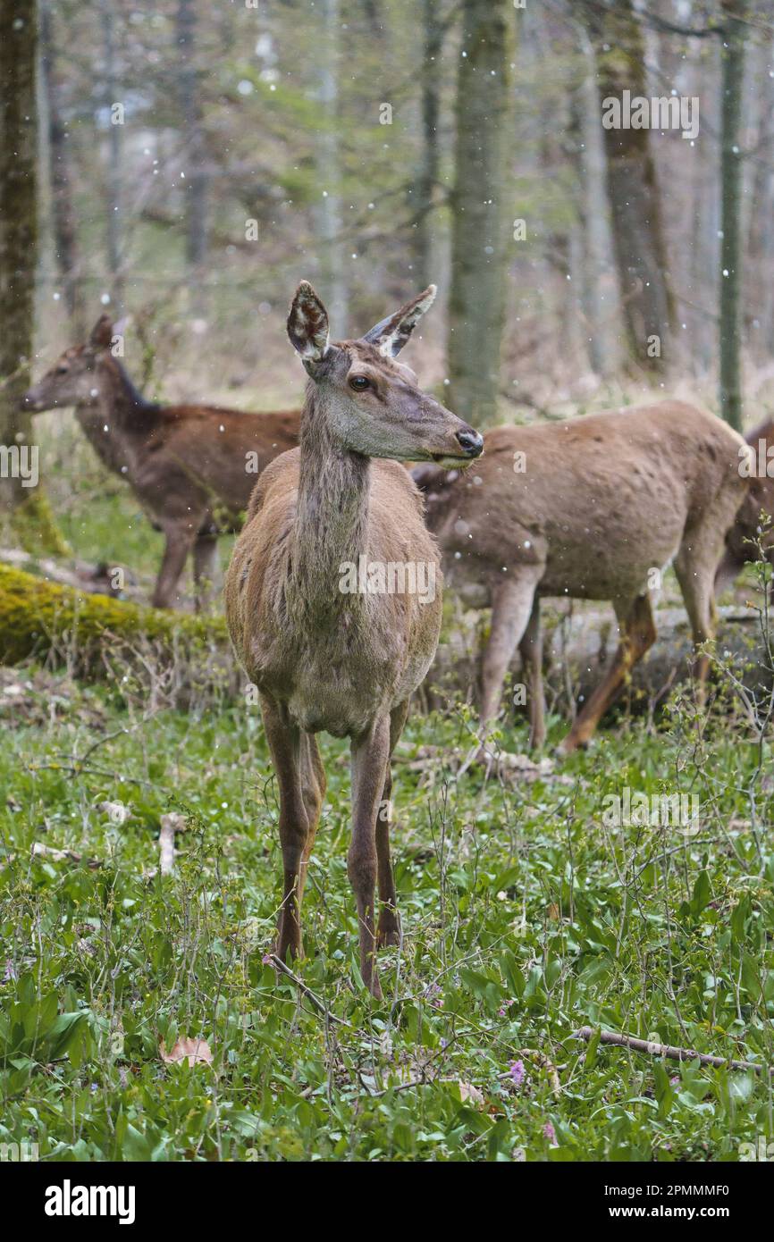 beautiful deer in wild forest Stock Photo - Alamy