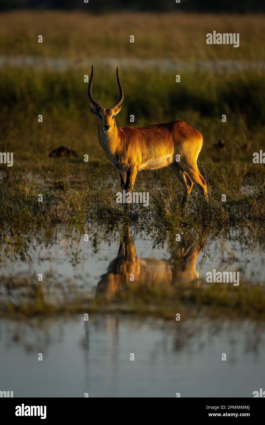 Portrait red lechwe kobus hi-res stock photography and images - Alamy