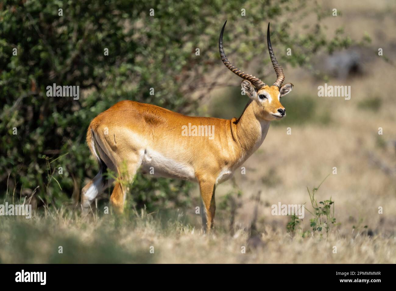 Male red lechwe stands turning towards camera Stock Photo - Alamy