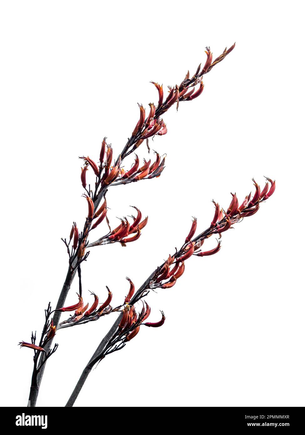 A Flax plant isolated on white background Stock Photo - Alamy