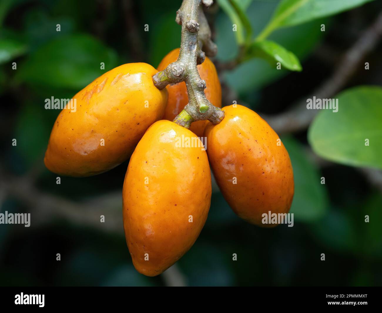 Corynocarpus laevigatus karaka tree hi-res stock photography and images ...