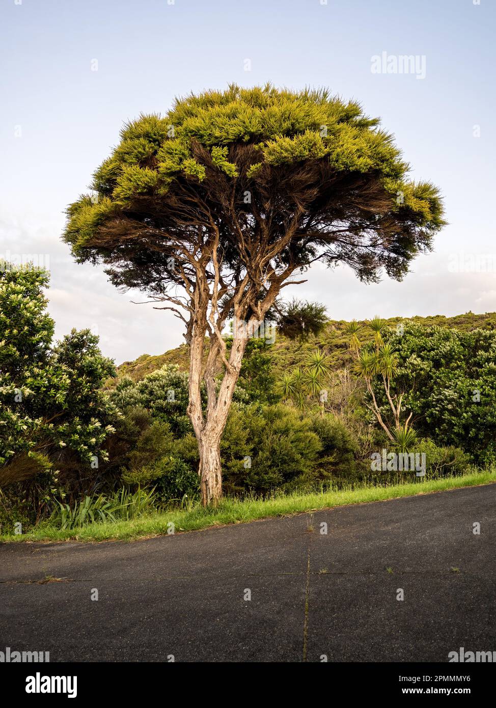 Kanuka tree hi-res stock photography and images - Alamy