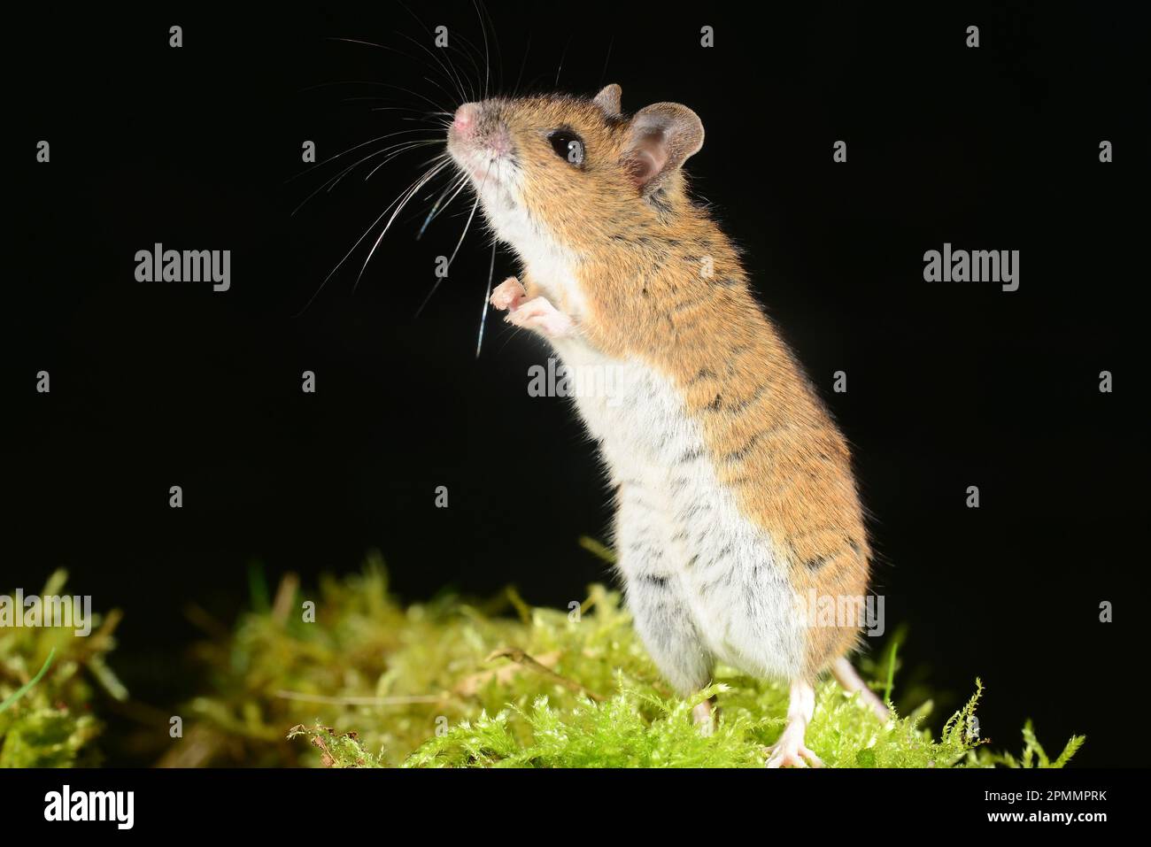 nocturnal wood mouse apodemus sylvaticus Stock Photo - Alamy
