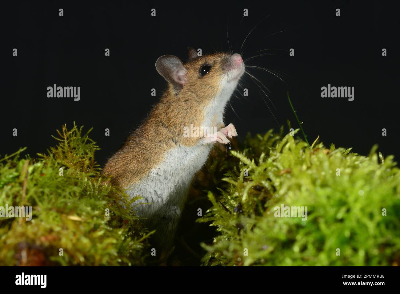nocturnal wood mouse apodemus sylvaticus Stock Photo - Alamy