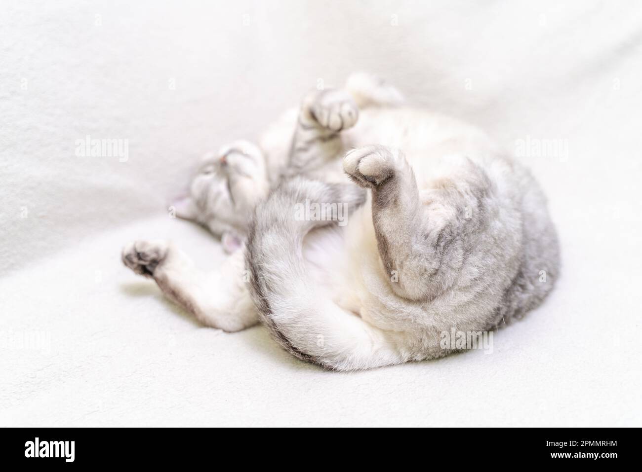 Scottish straight cat lies on his back. Cat upside down. Close up white ...