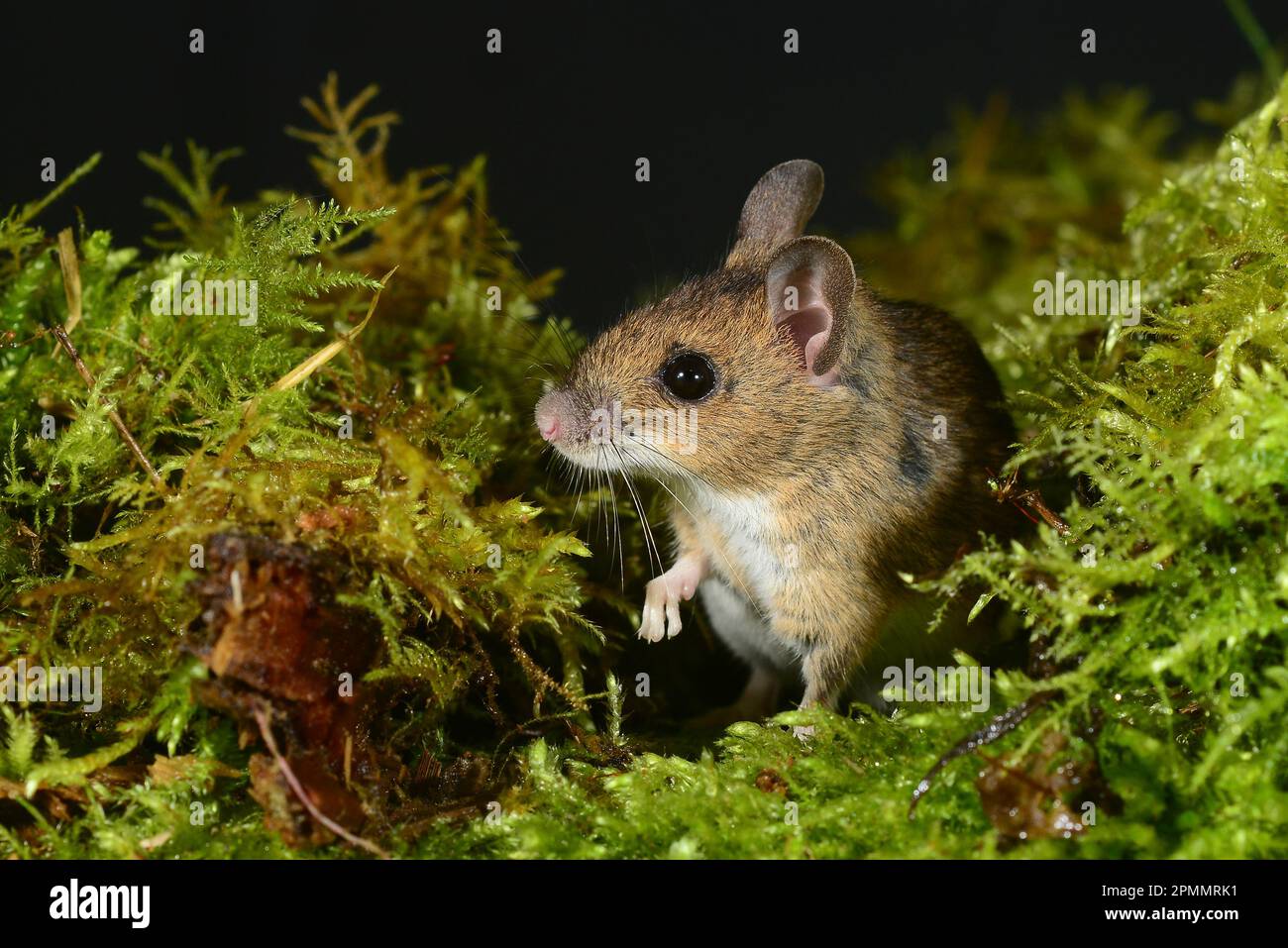 nocturnal wood mouse apodemus sylvaticus Stock Photo - Alamy
