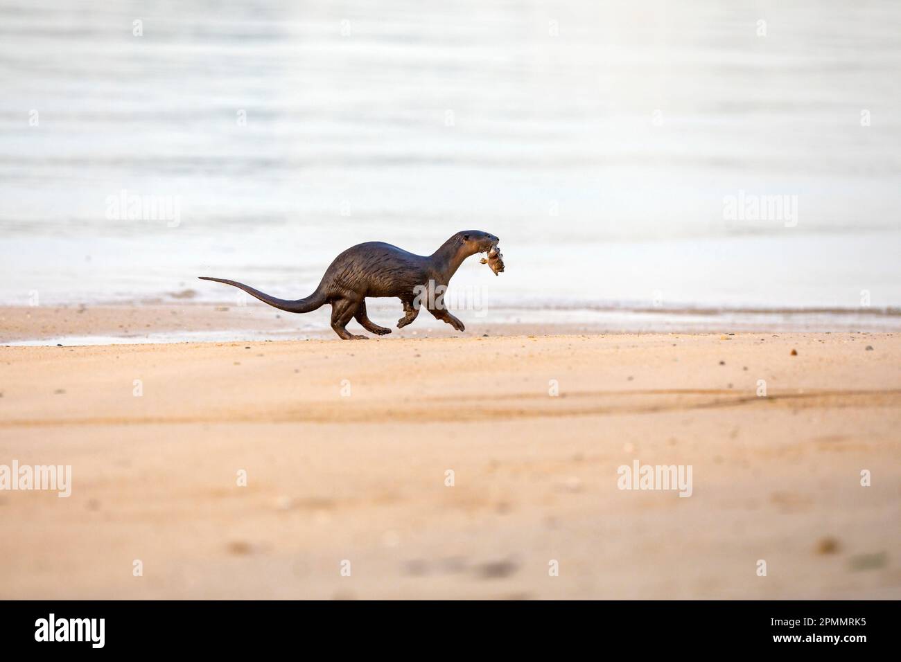 A water soaked smooth coated otter carrying a fish caught in the sea in ...