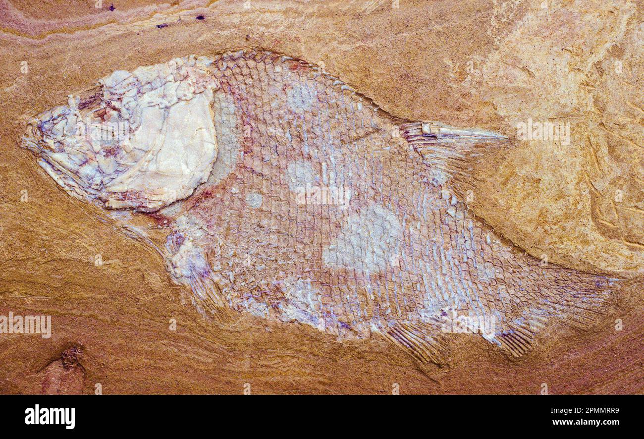 Argentina, San Luis. Fossile fish in National Park Sierras de las ...