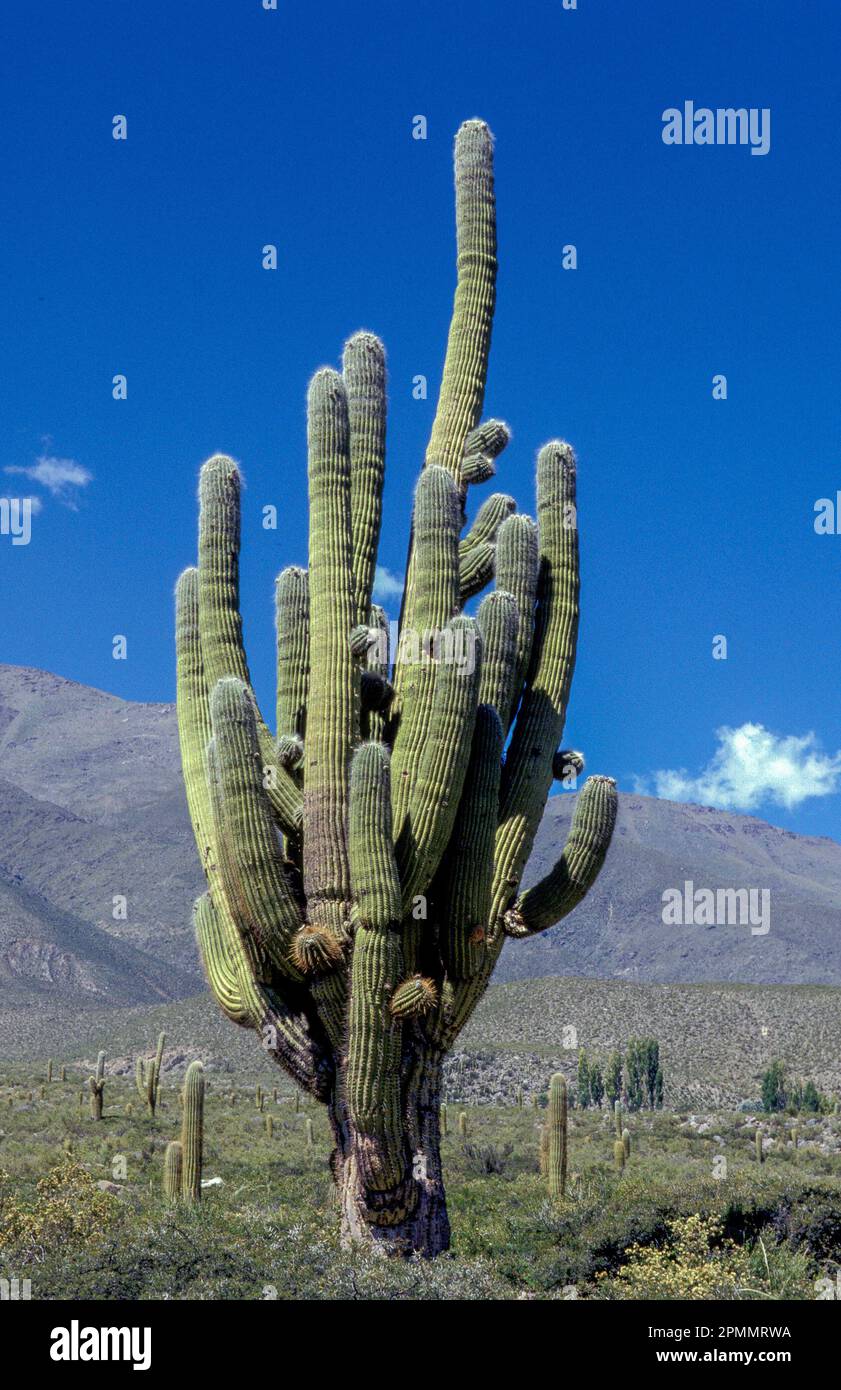 Argentina latin america hi-res stock photography and images - Alamy