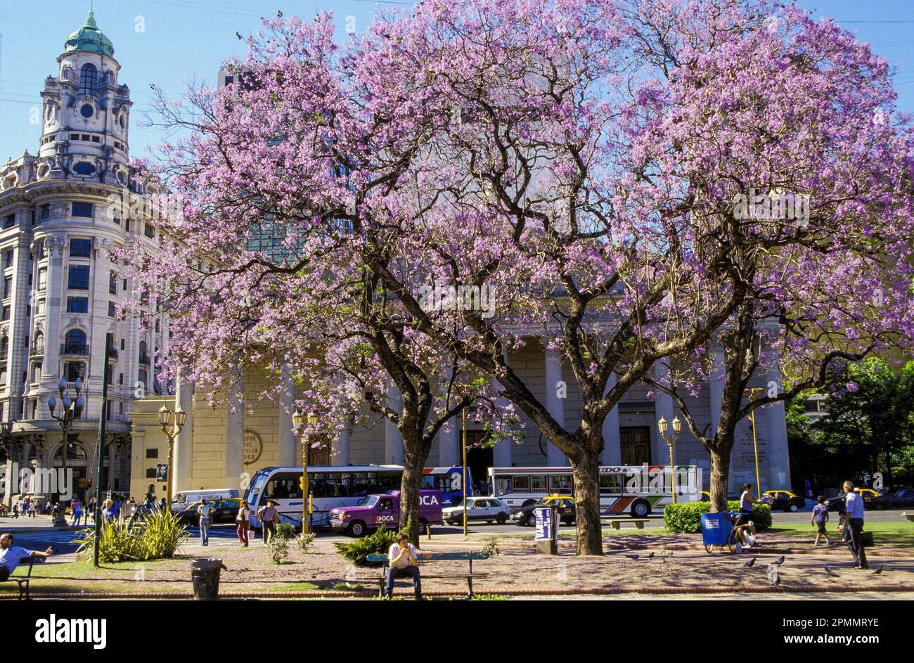 Argentina, Buenos Aires. Flowering Jacaranda tree at a square Stock ...