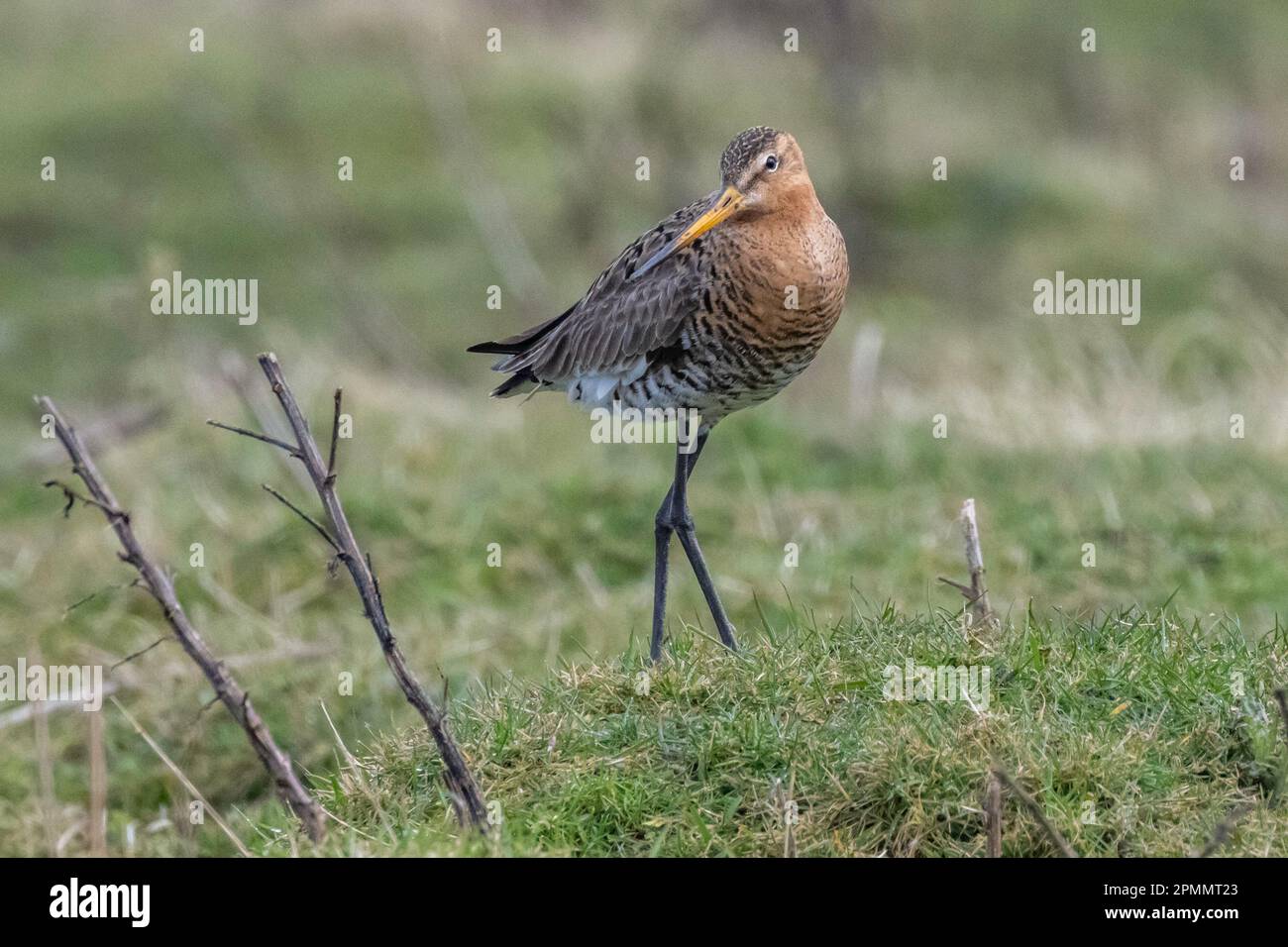 Birds germany bird species hi-res stock photography and images - Alamy