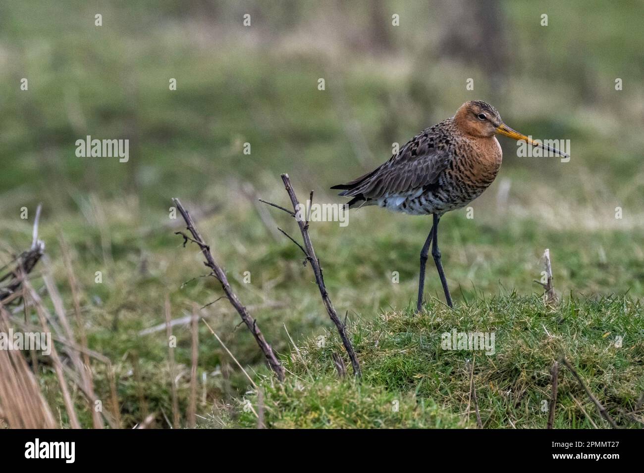 Birds germany bird species hi-res stock photography and images - Alamy