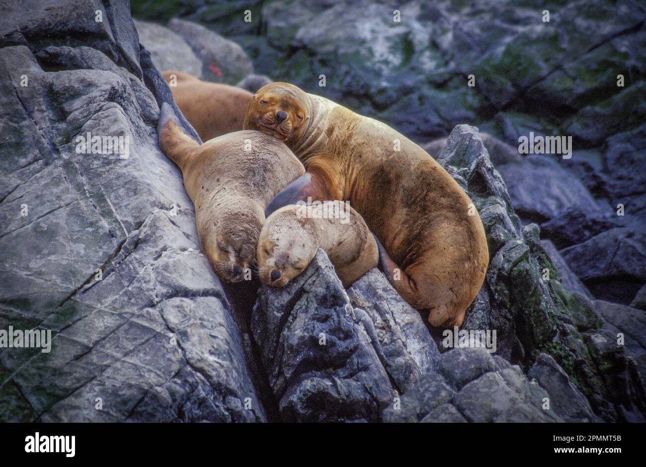Argentina, Ushuaia, Terra del Fuego. Seals are resting on a rocky ...