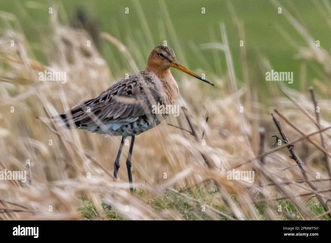 Birds germany bird species hi-res stock photography and images - Alamy