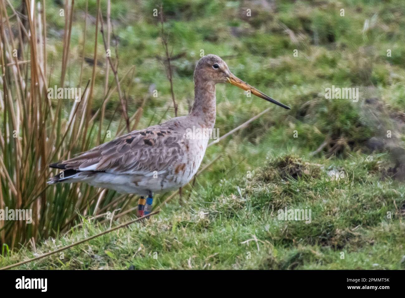 Birds germany bird species hi-res stock photography and images - Alamy