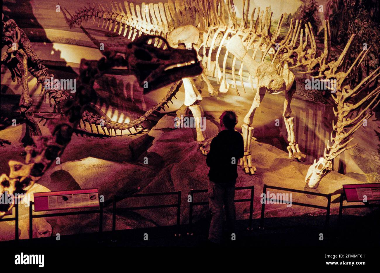 Argentina, exhibition 'Dinosaurs of Patagonia' in the Museum of ...
