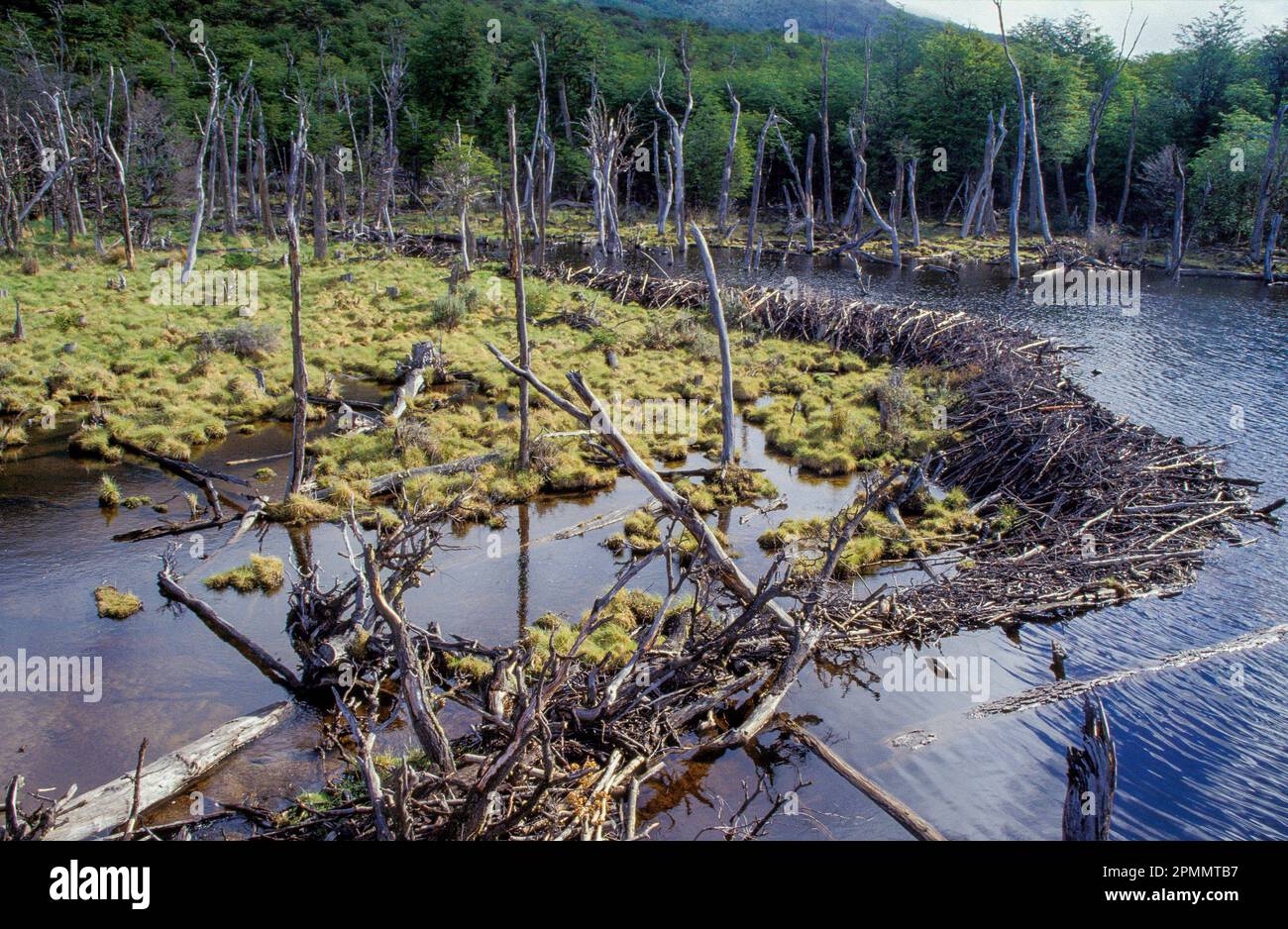 Argentina - primeval forest in Tierra del Fuego where beavers have made ...